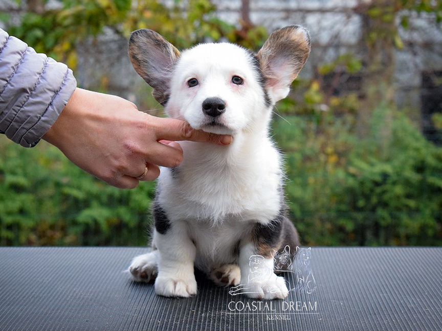 Вельш корги кардиган