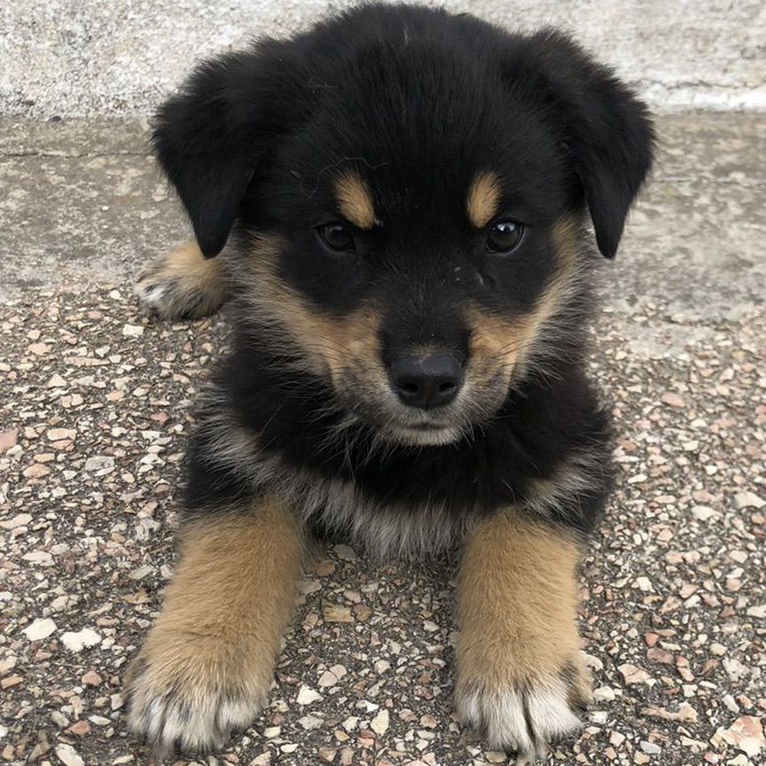 Щенки похожие на кавказцев