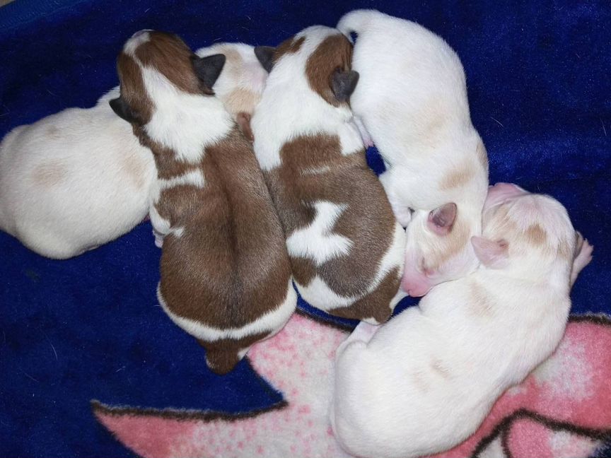 Щеночки Джек Рассел терьер