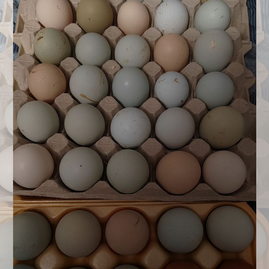 Инкубационное яйцо