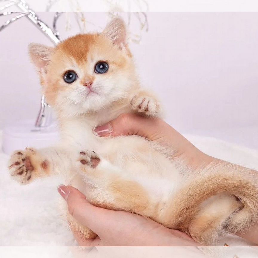 Британский короткошёрстный котёнок