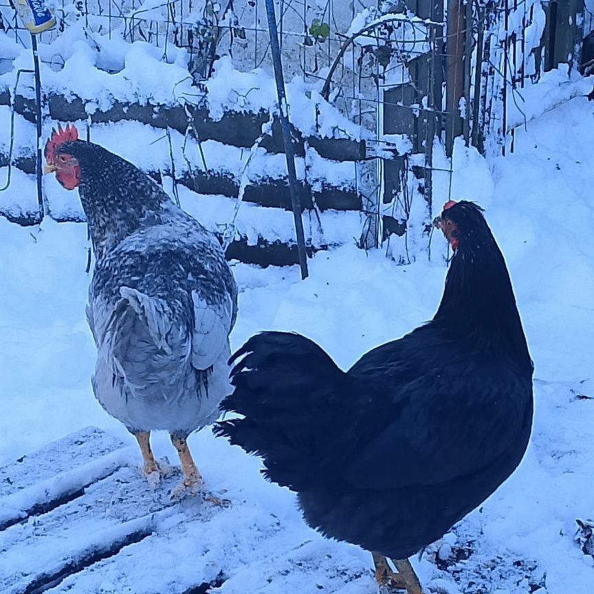 Куры петухи