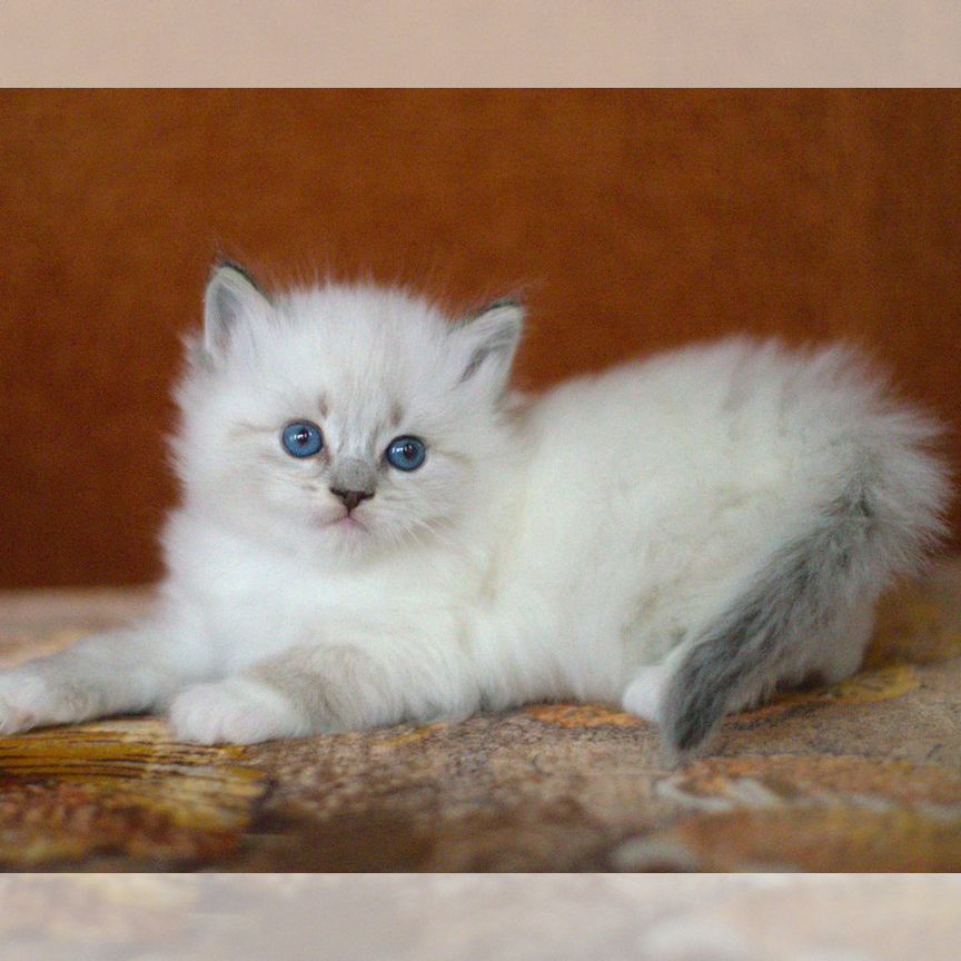 Невский маскарадный котёнок