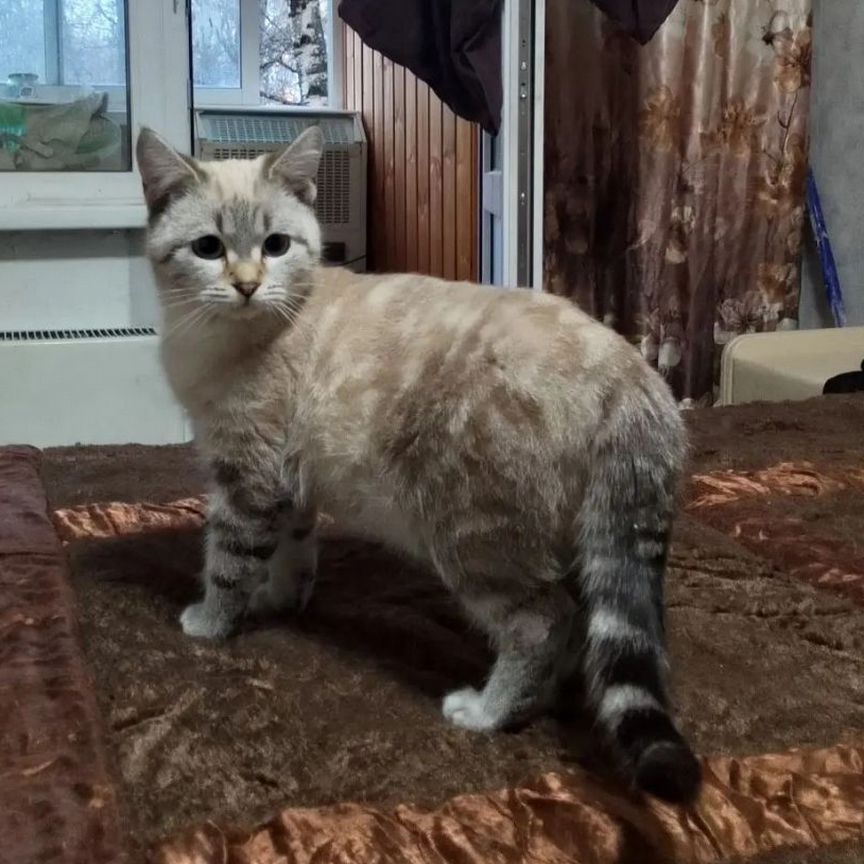 Тайский котёнок