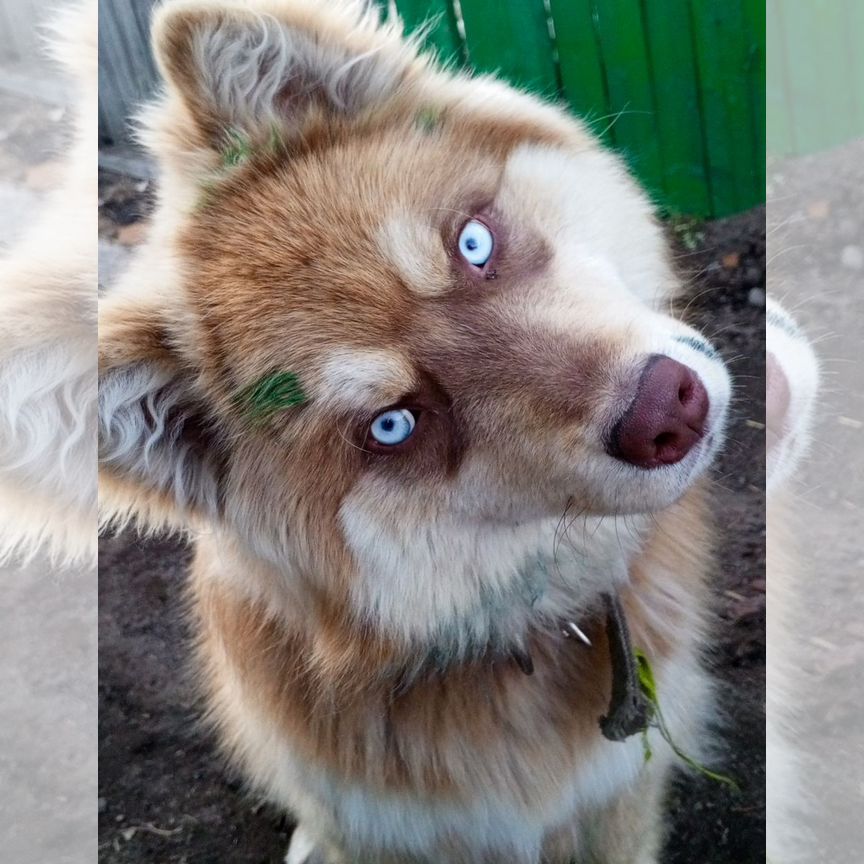 Отдам в добрые руки