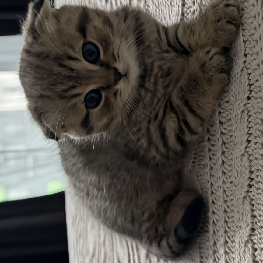 Шотландский вислоухий короткошёрстный котёнок