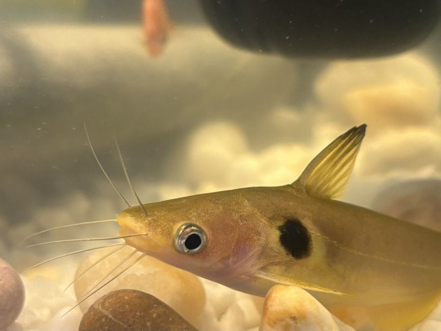 Сом аквариумный павлиний глаз