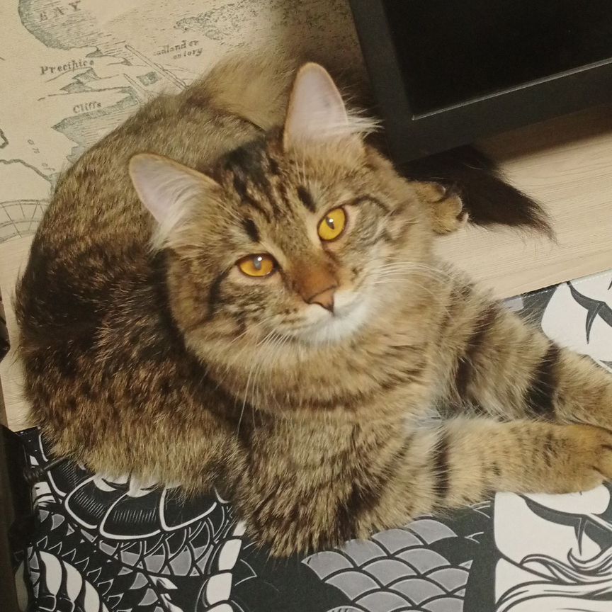 Котёнок ищет новых хозяев