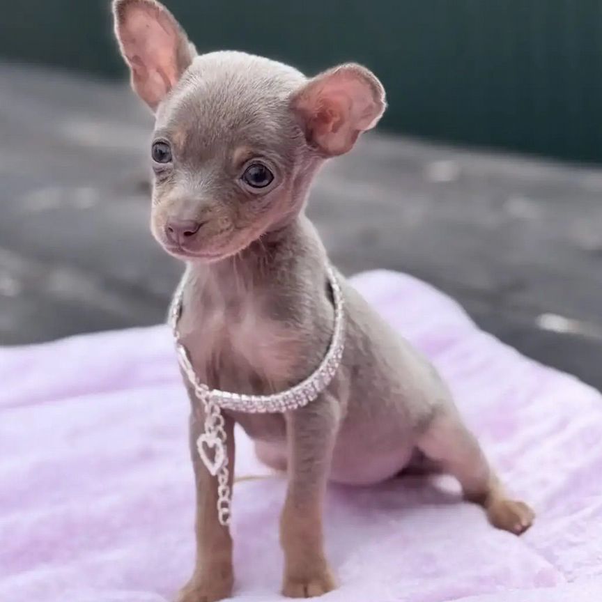 Русский той-терьер, щенок