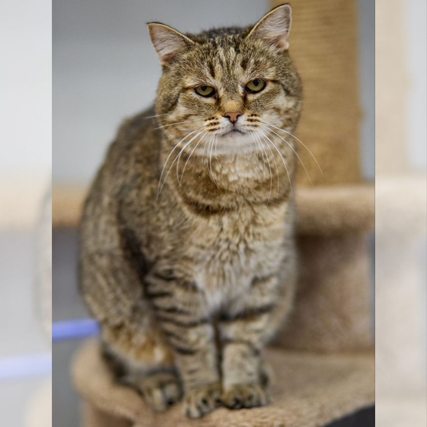 Взрослый кот в добрые руки