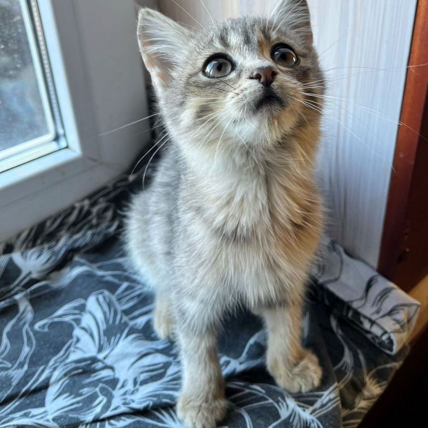 Котёнок мальчик