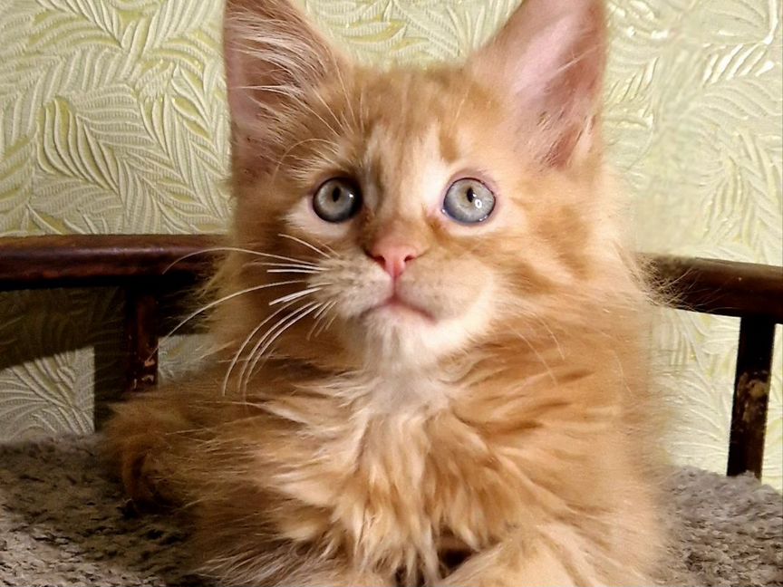 Мейн-кун шикарная девочка