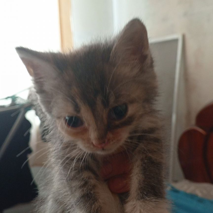 Котята им примерно около месяца скор