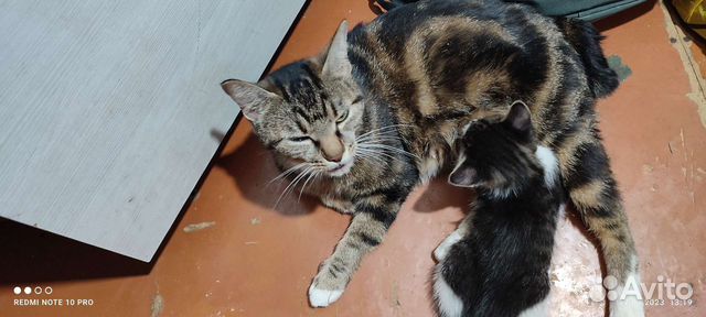 Котята курильский бобтейл