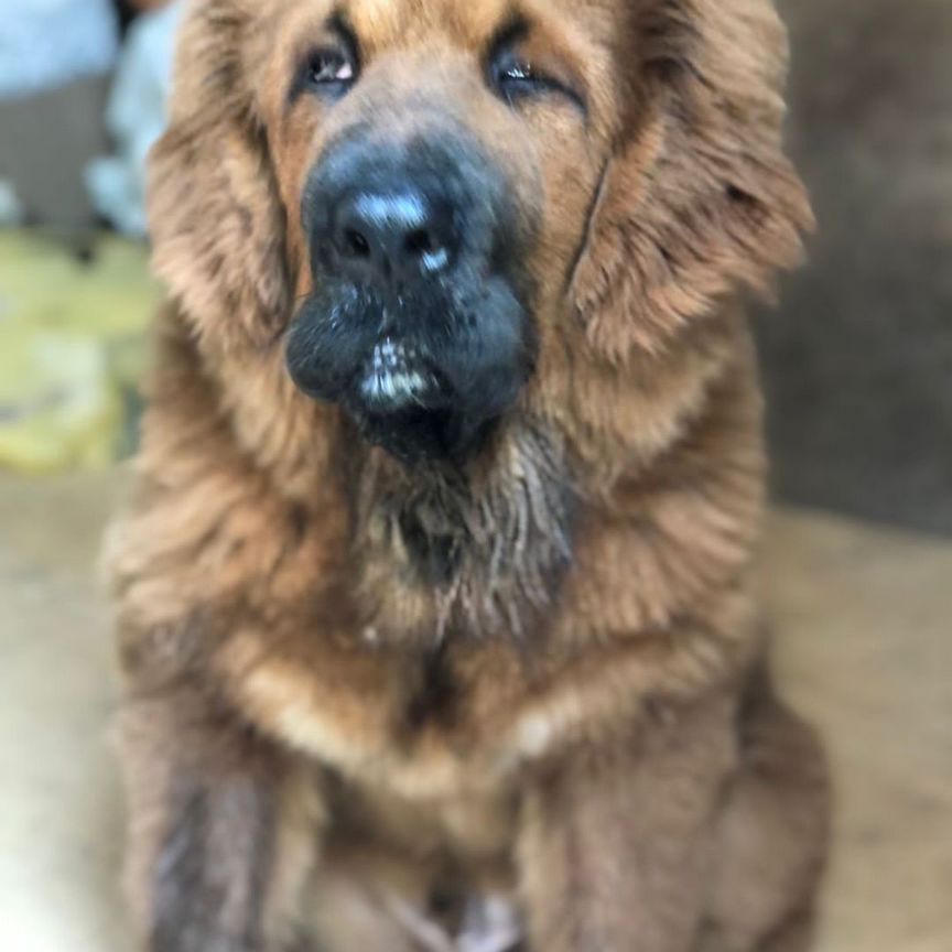 Тибетский мастиф классика