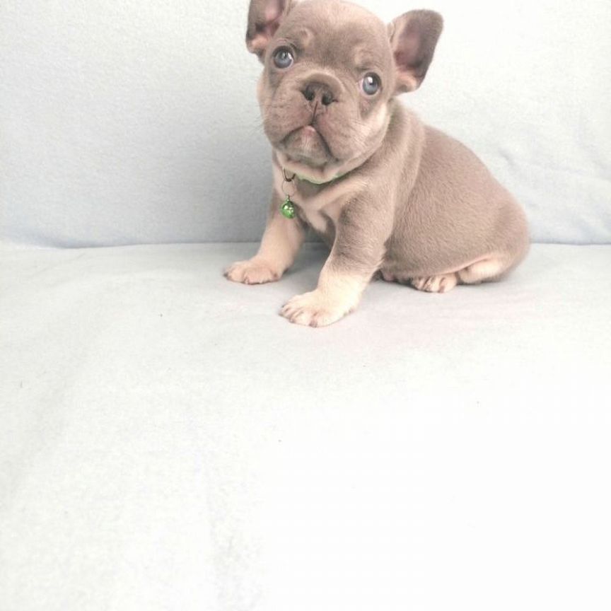 Кукольный мальчик французский бульдог