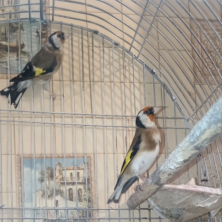 Щегол один пар