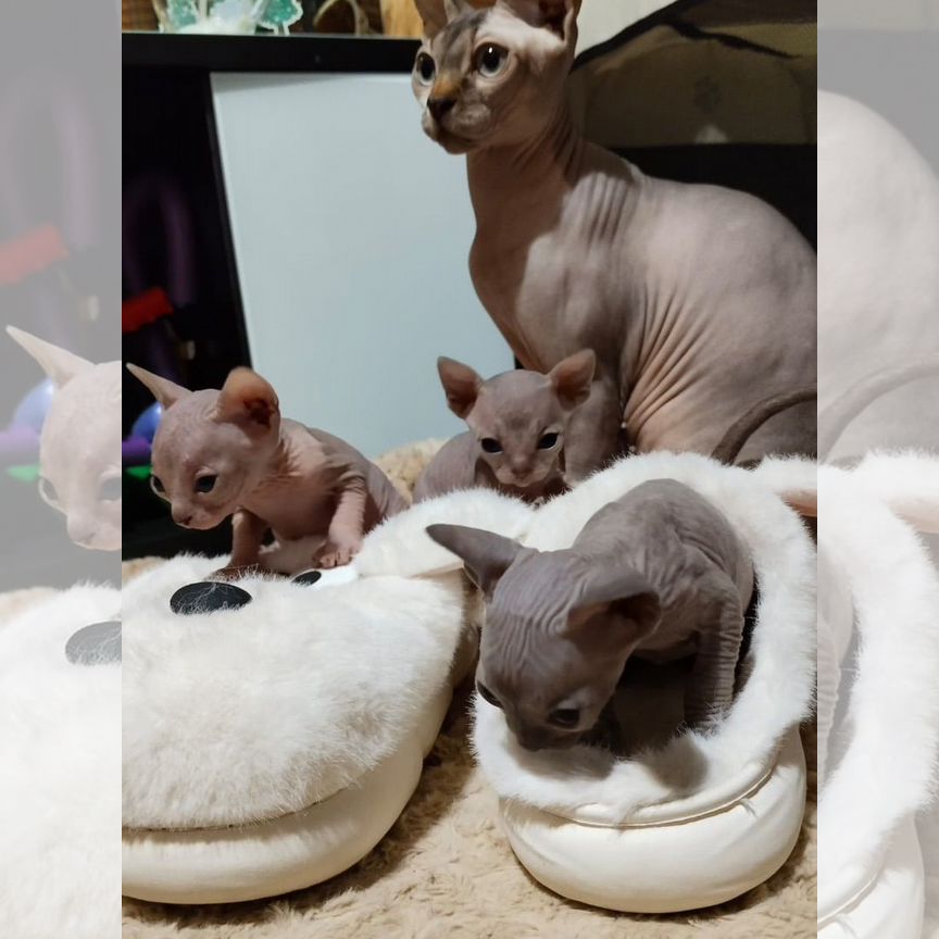 Котята сфинкс