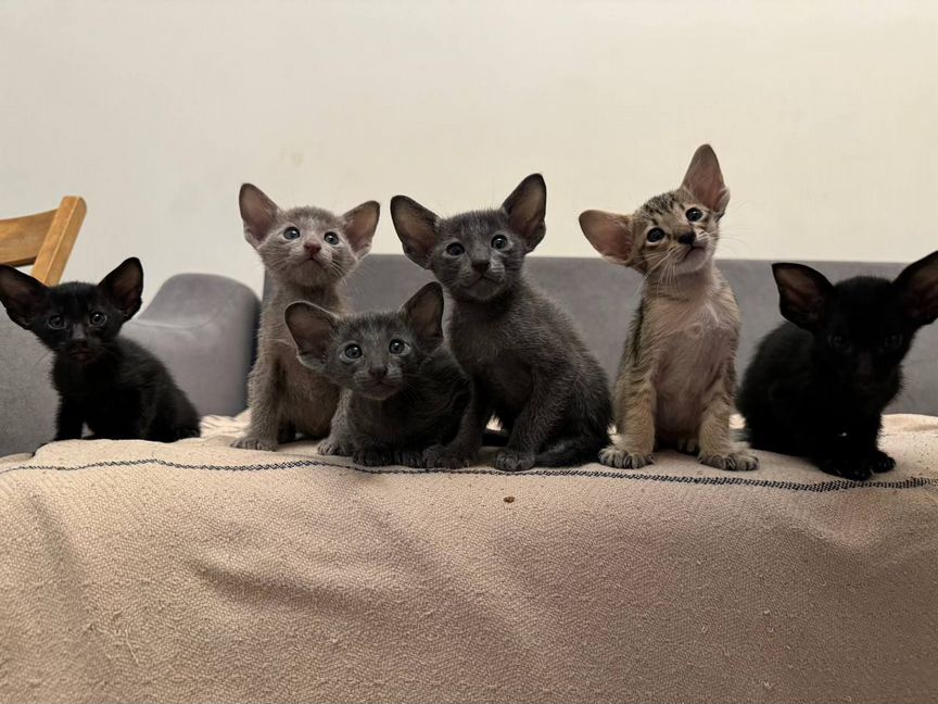 Котята ориенталы москва