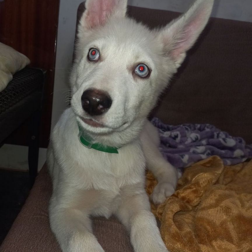 Сибирский хаски, щенок