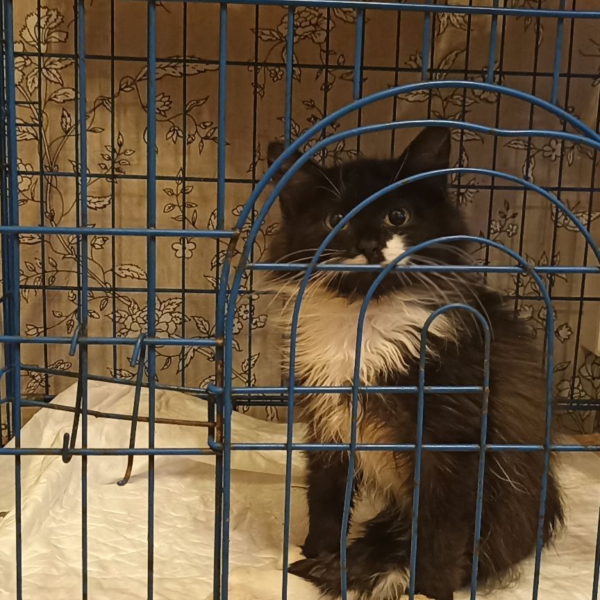 Котёнок инвалид