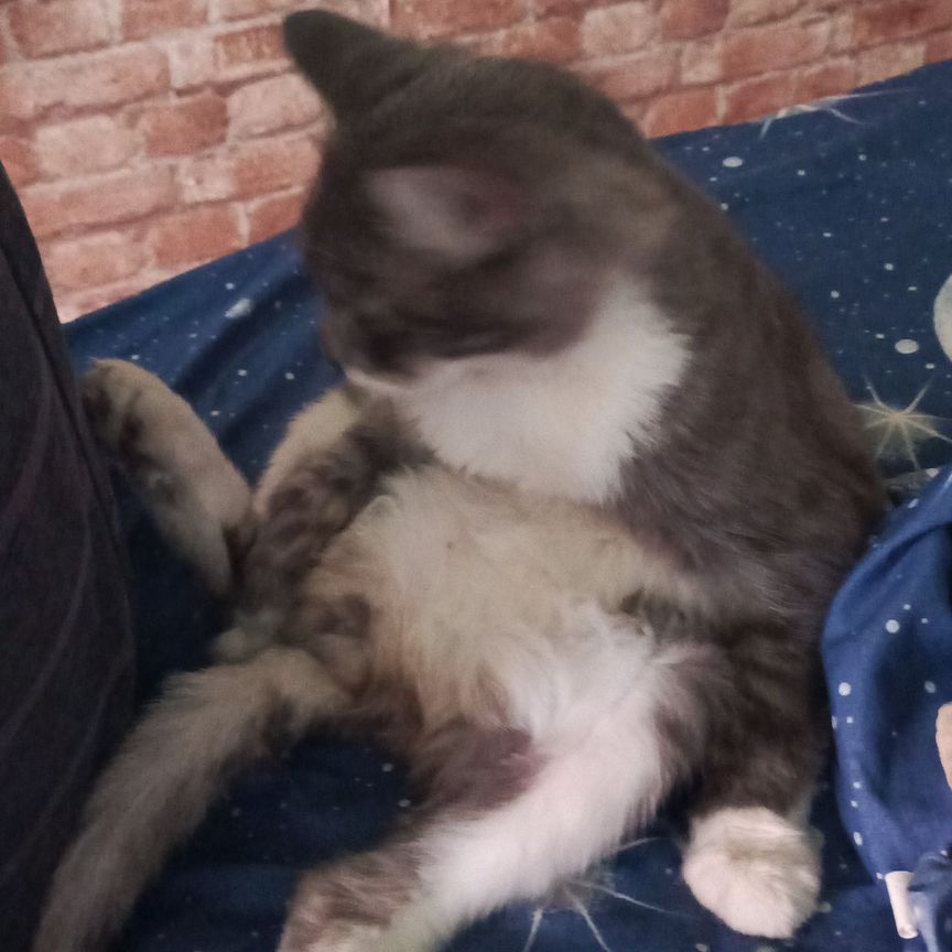 Взрослый кот в добрые руки