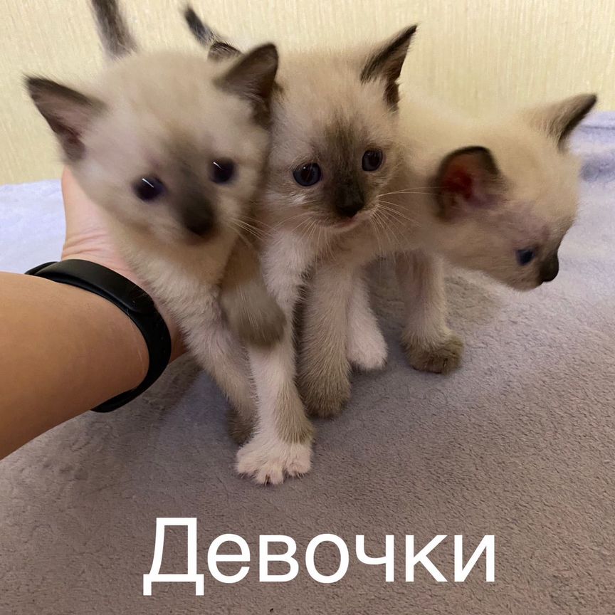 Отдам котят за шоколадку