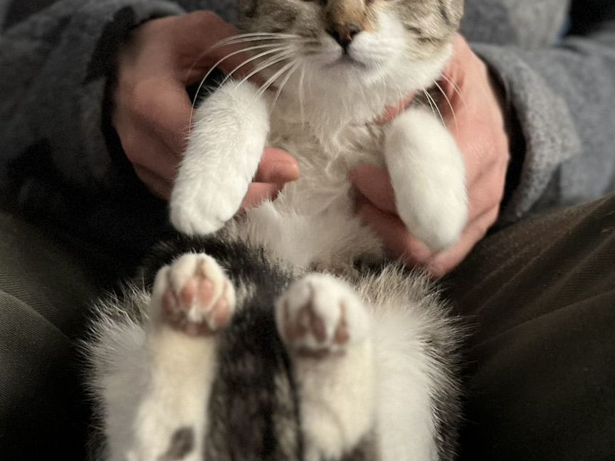 Котёнок в поиске дома