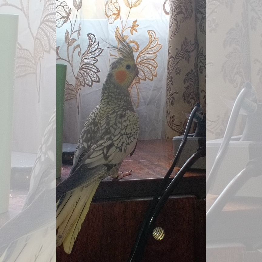 Попугай