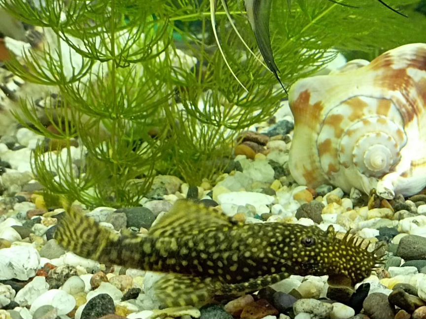 Сомик анциструс