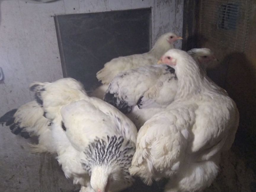 Куры, Колумбийская брама