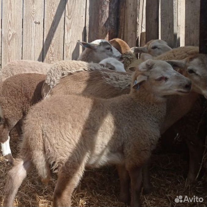 Овцы бараны ягнята чистокровные Катумской породы