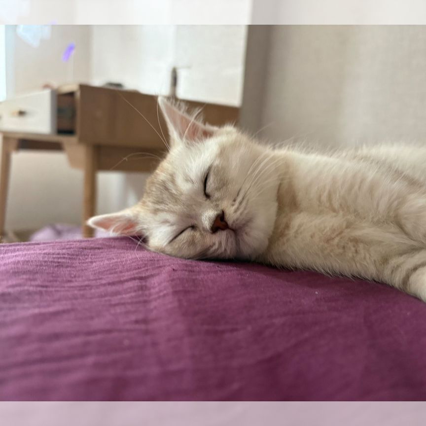 Шотландский прямоухий короткошёрстный, взрослый кот