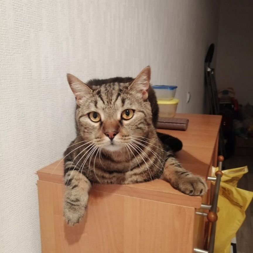 Котик Барсюша