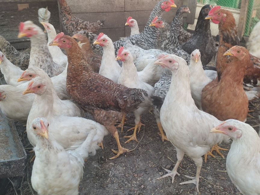 Куры молодки несушки