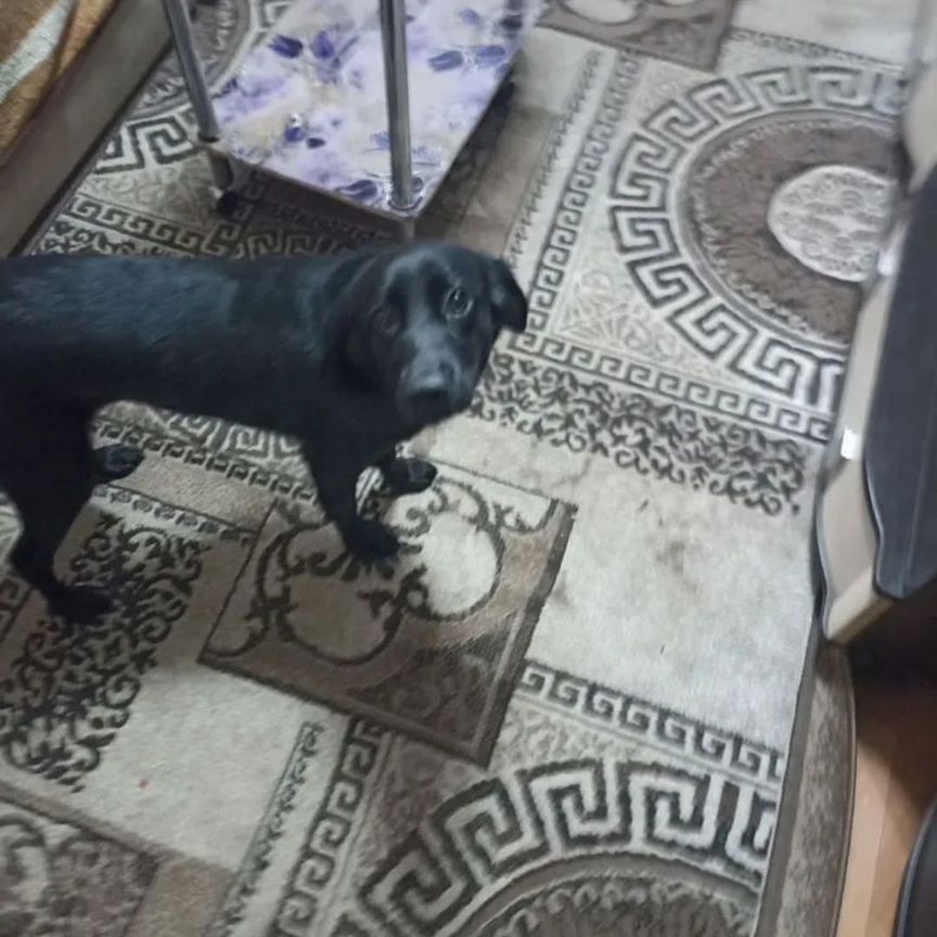 Русский спаниель