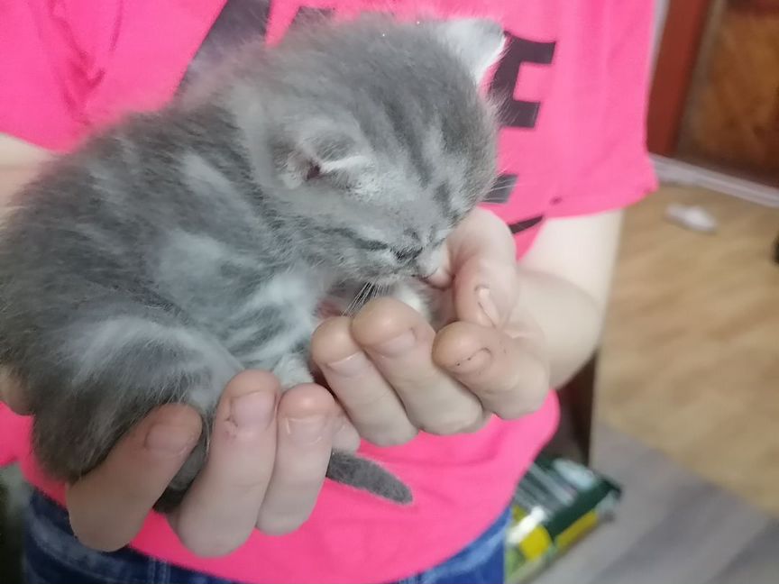 Кошки