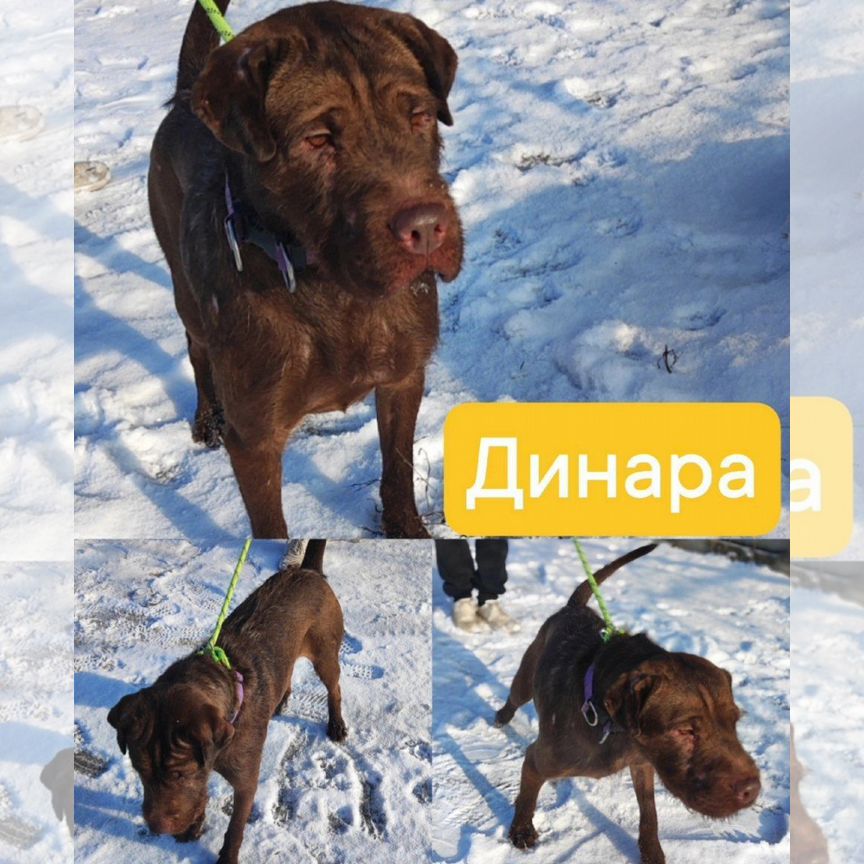 Ищет дом