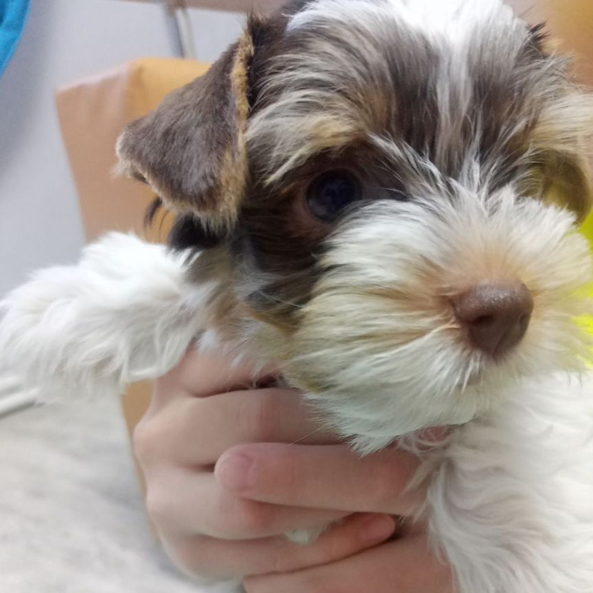 Биро-йоркширский терьер, щенок