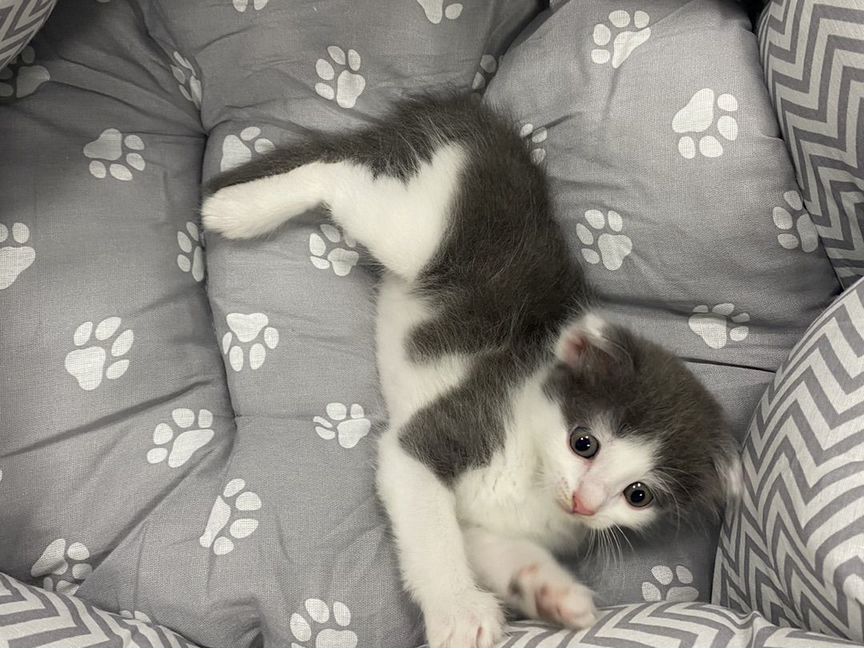 Котята в добрые руки бесплатно