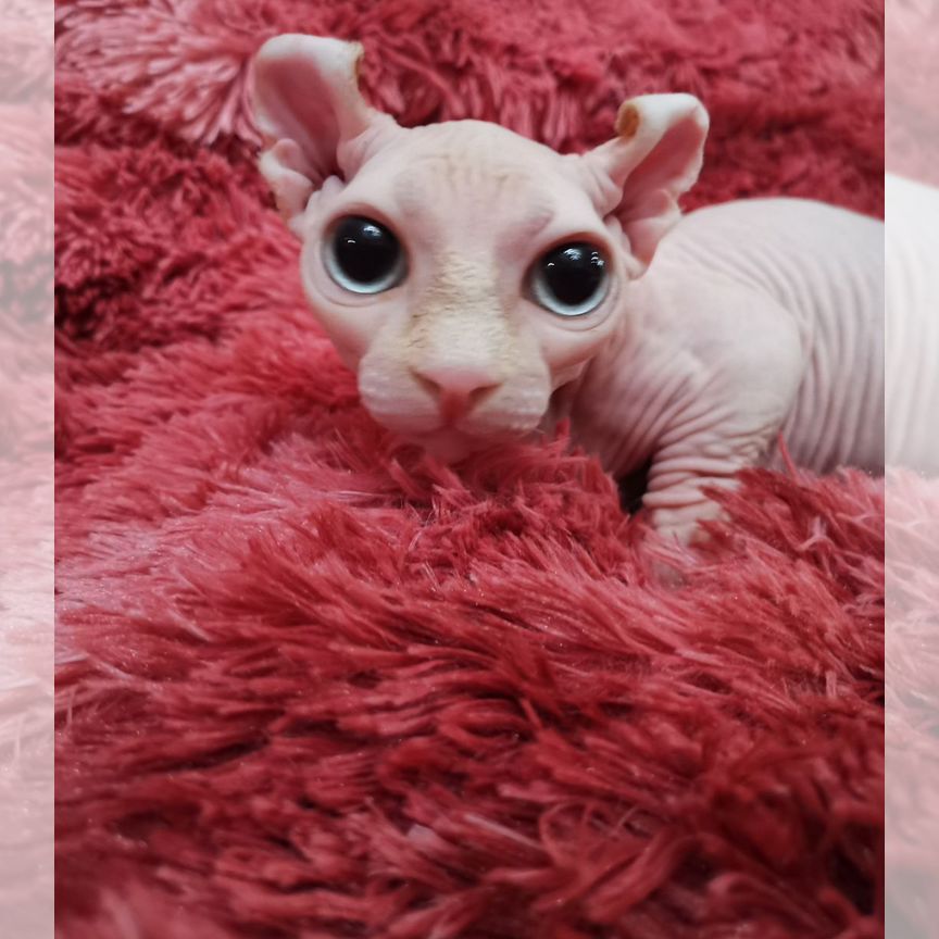 Двельф кошка Канадский сфинкс