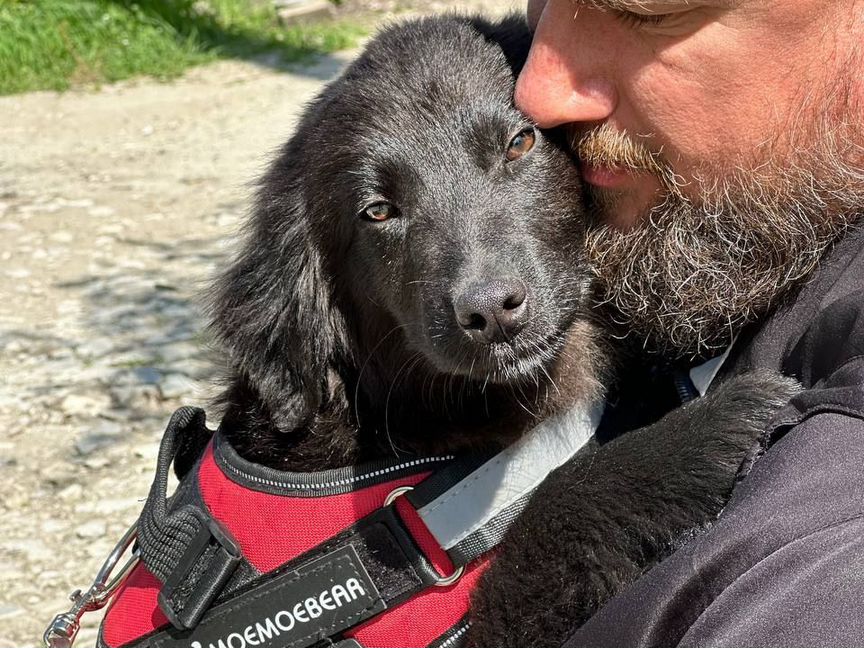 Щенок в добрые руки бесплатно (девочка)