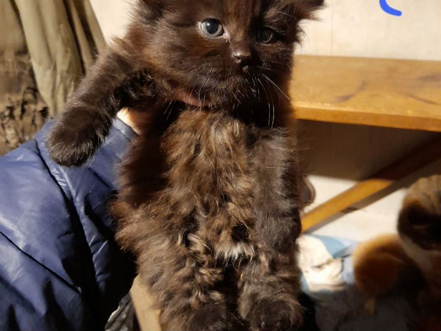 Котята в добрые руки бесплатно