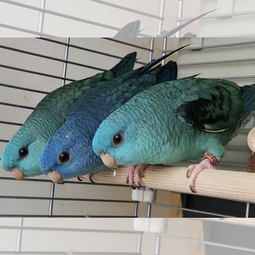 Толстоклювые попугаи Катарины