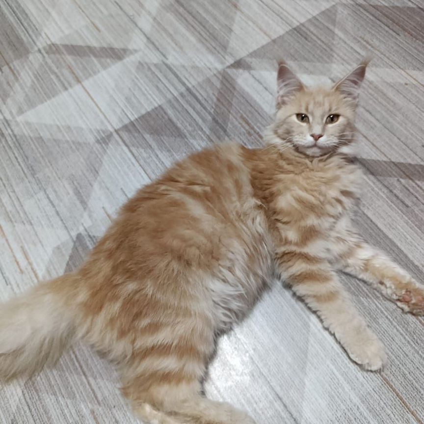 Кошки мейн-кун