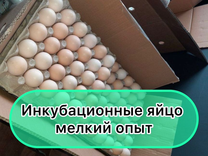 Инкубационное яйцо мелкий опт