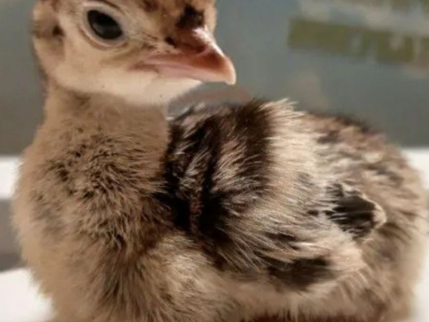 Индюшата бронза 708