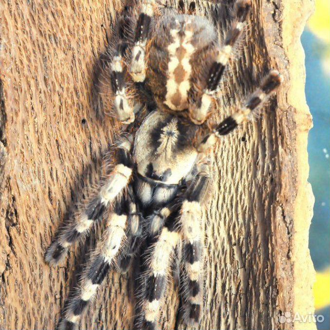 Poecilotheria miranda L4
