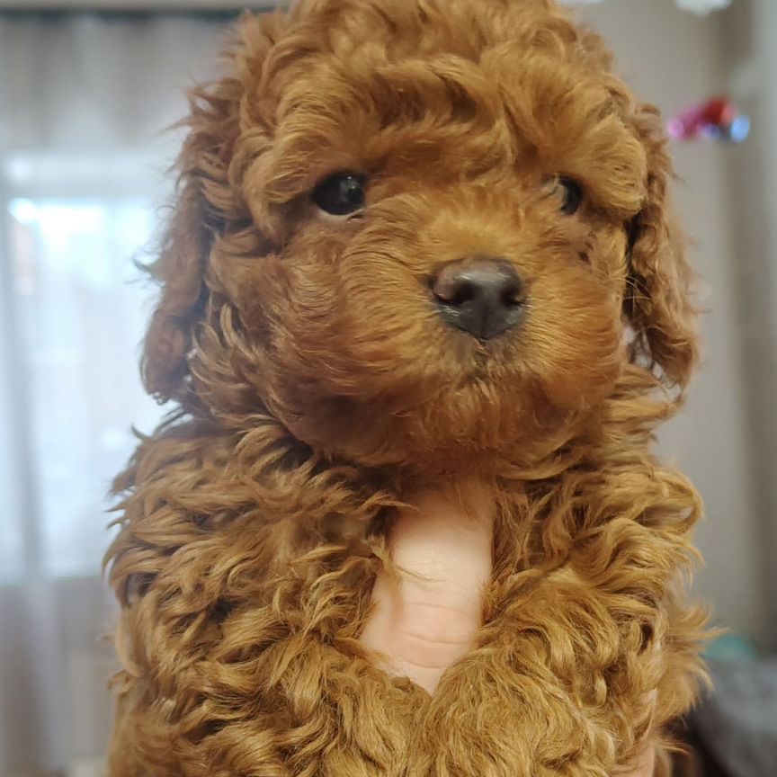 Той-пудель, щенок