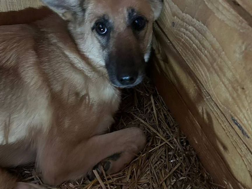 Нора ищет дом